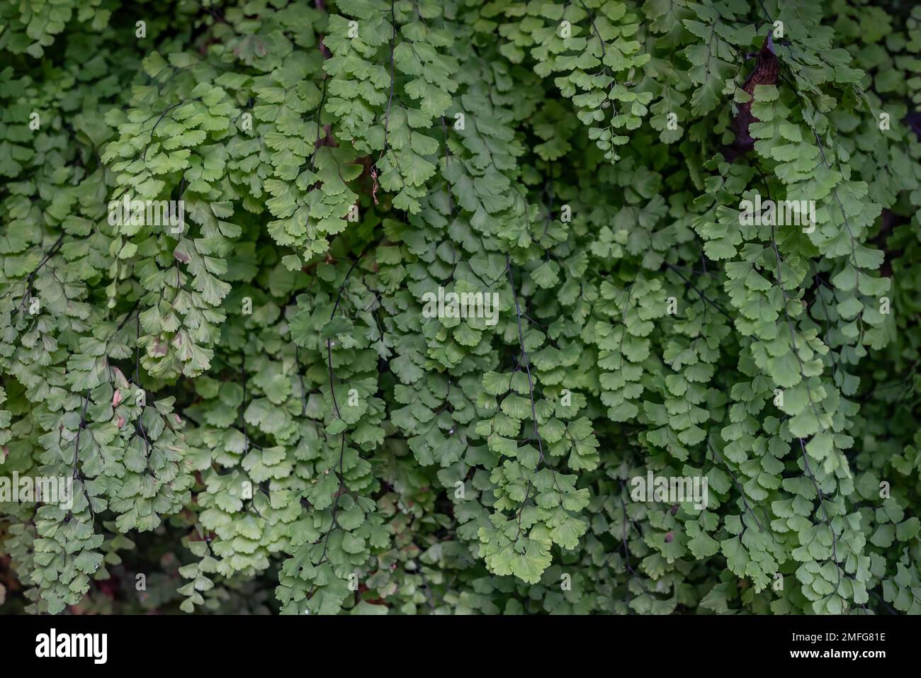 Mostly blurred Maidenhair fern texture. Green leaves background Stock ...
