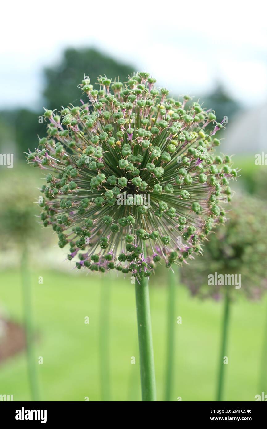 A closeup of a spherical head of an ornamental onion, Persian shallot ...