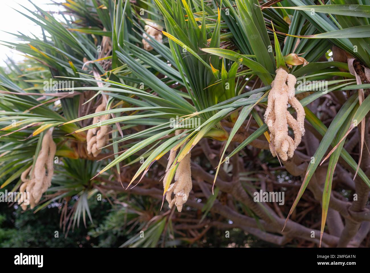 Unusual spiral flowers of common screwpine or pandanus utilis Bory ...