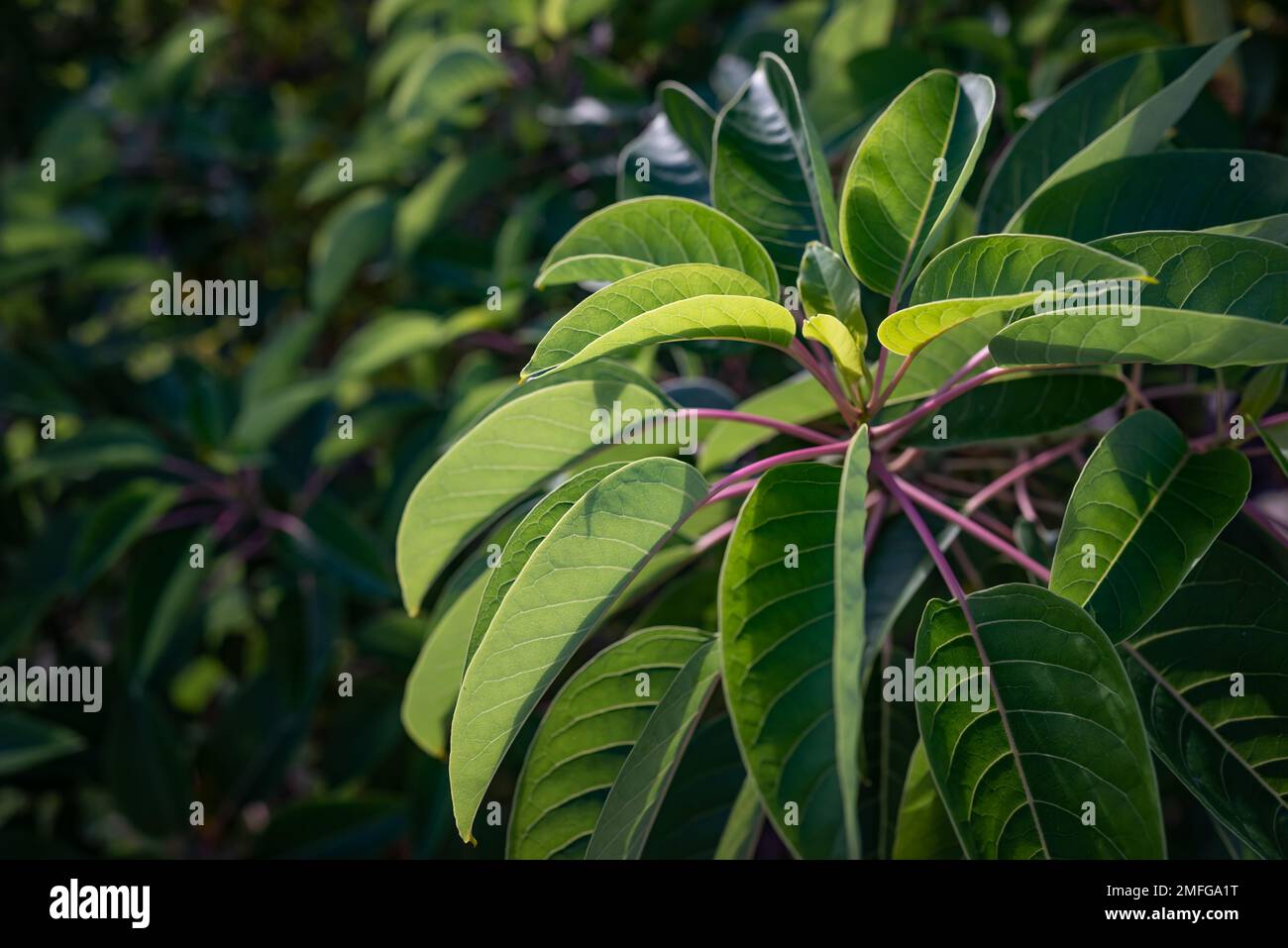 Glowing with sunlight fresh leaves of ombu or phytolacca dioica Stock ...