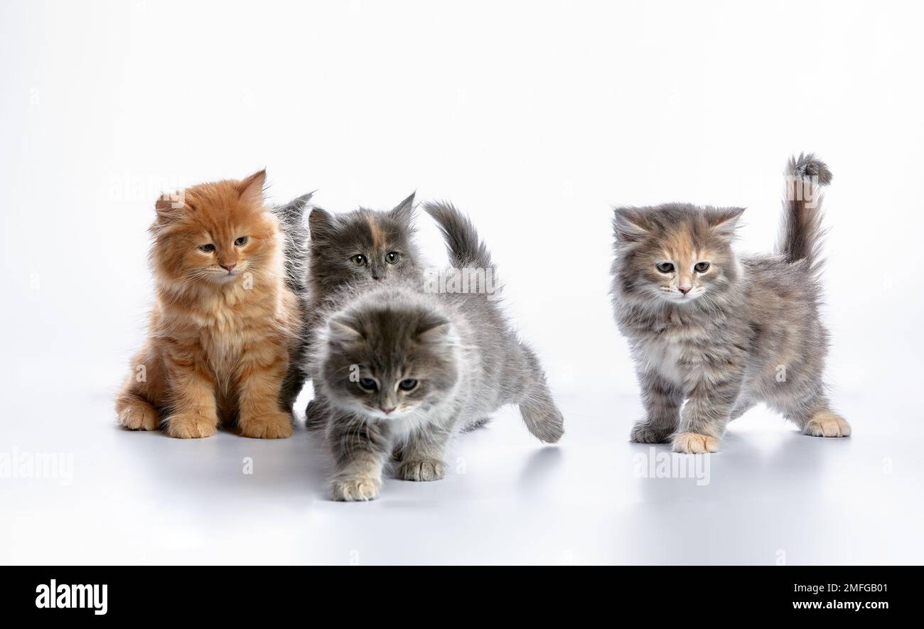 A group of colored kittens, gray, red spotted, on a white background ...