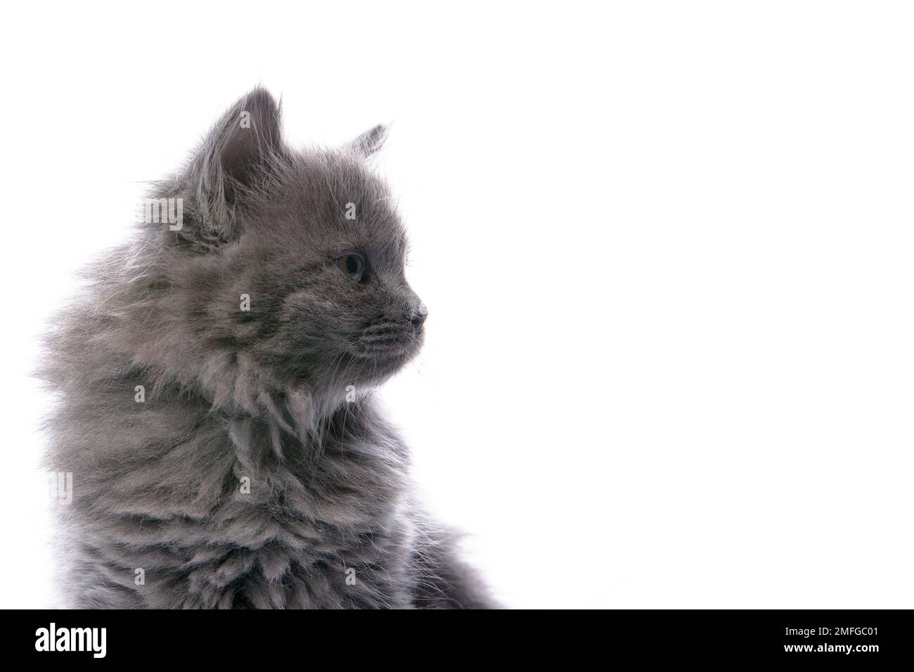 Gray kitten on a white background, close-up, copycat, head of a sergo ...