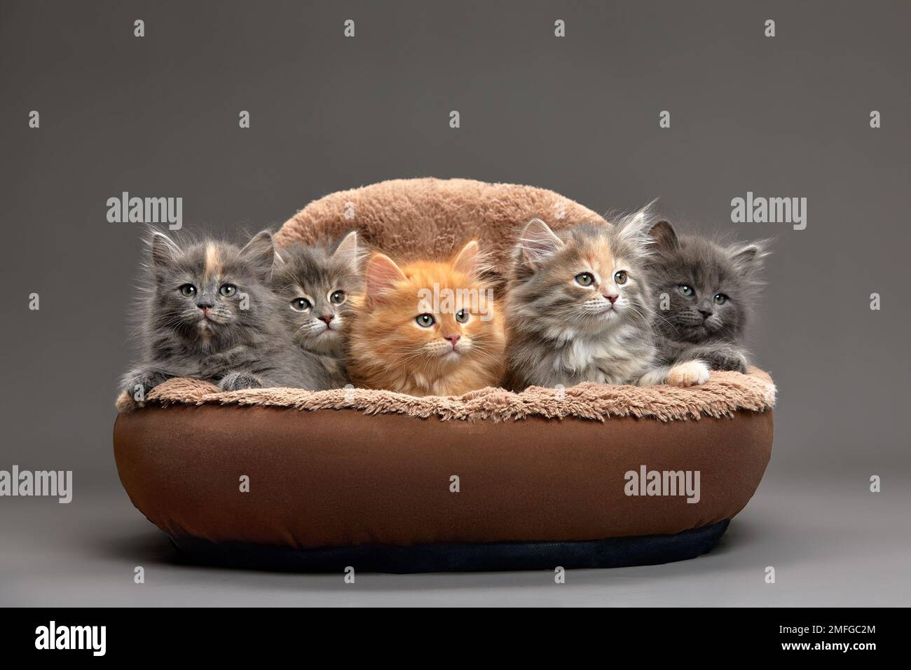 Little kittens are sitting in a cat bed, little kittens are playing in ...