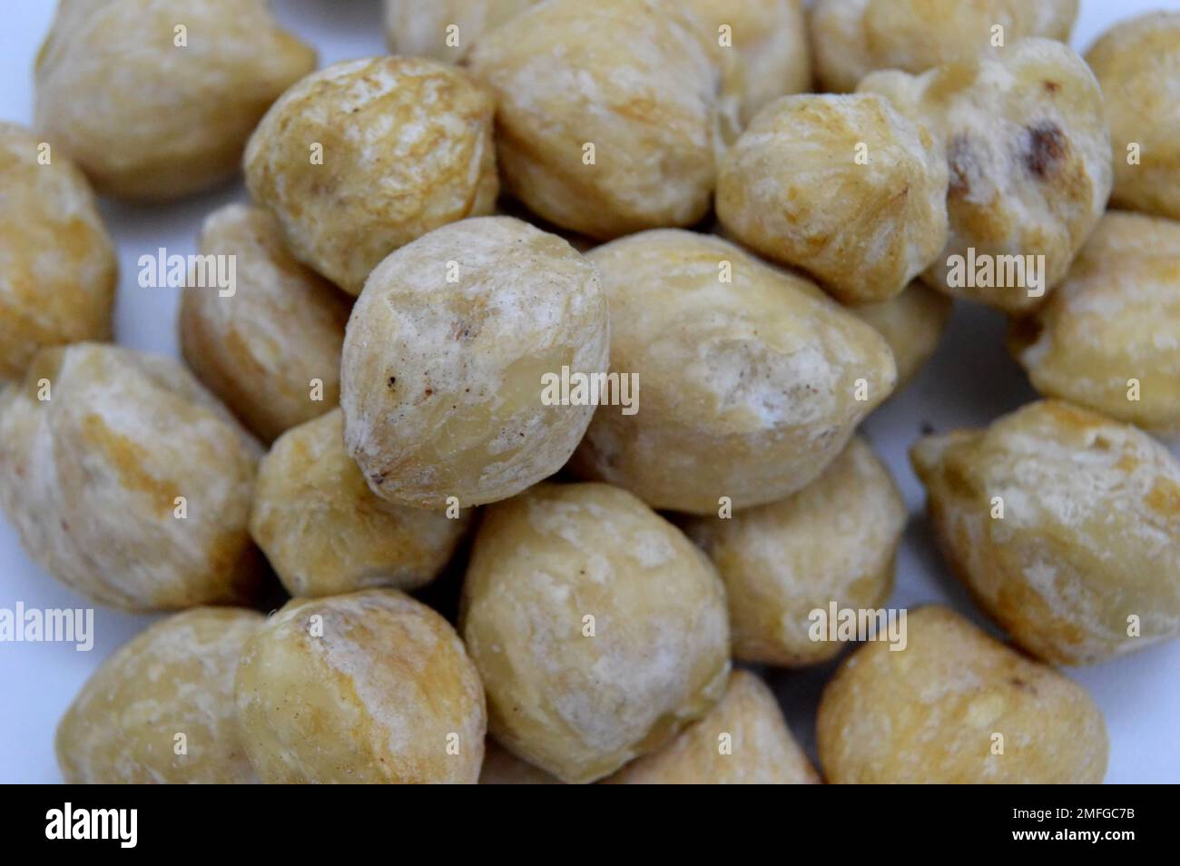 Kemiri Also Known As Candleberry, Indian Walnut, Kemiri, Varnish Tree ...