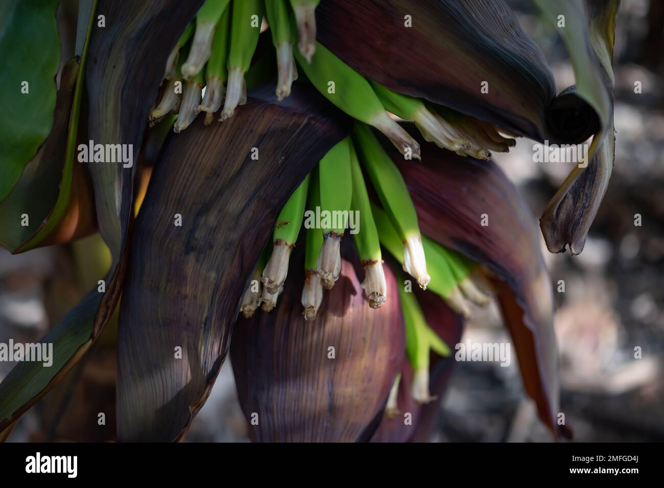 A banana flower closeup where the plants ovaries are growing into ...