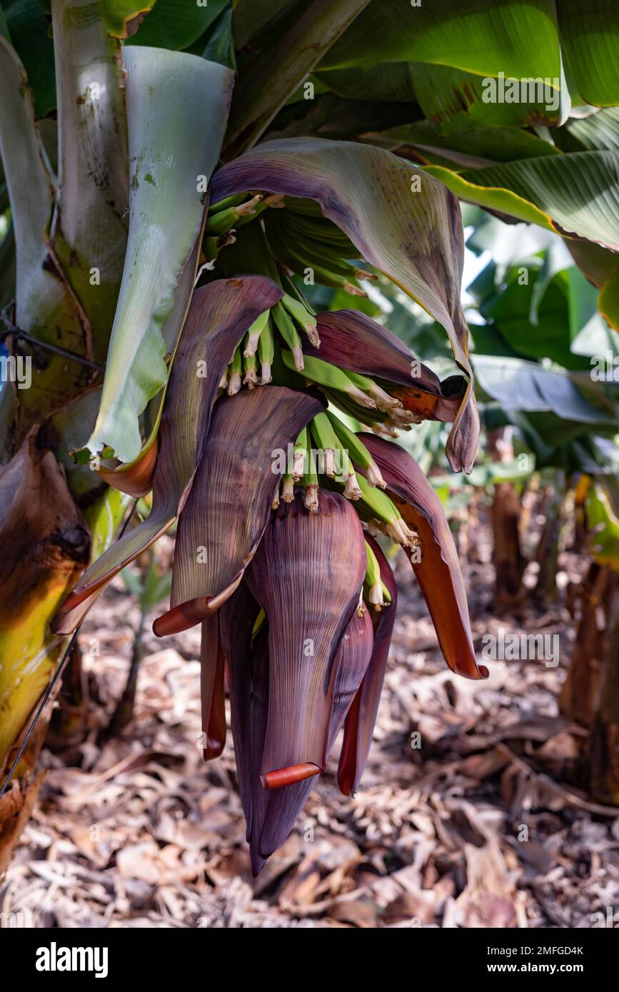 Banana ovary hi-res stock photography and images - Alamy