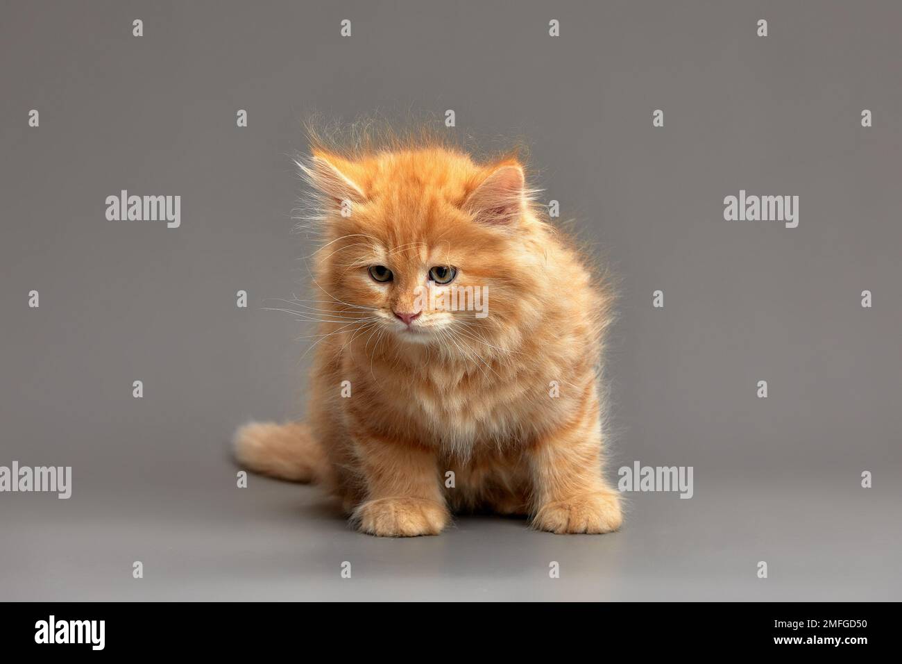 Little cute ginger kitten on a gray background, makes the first steps ...
