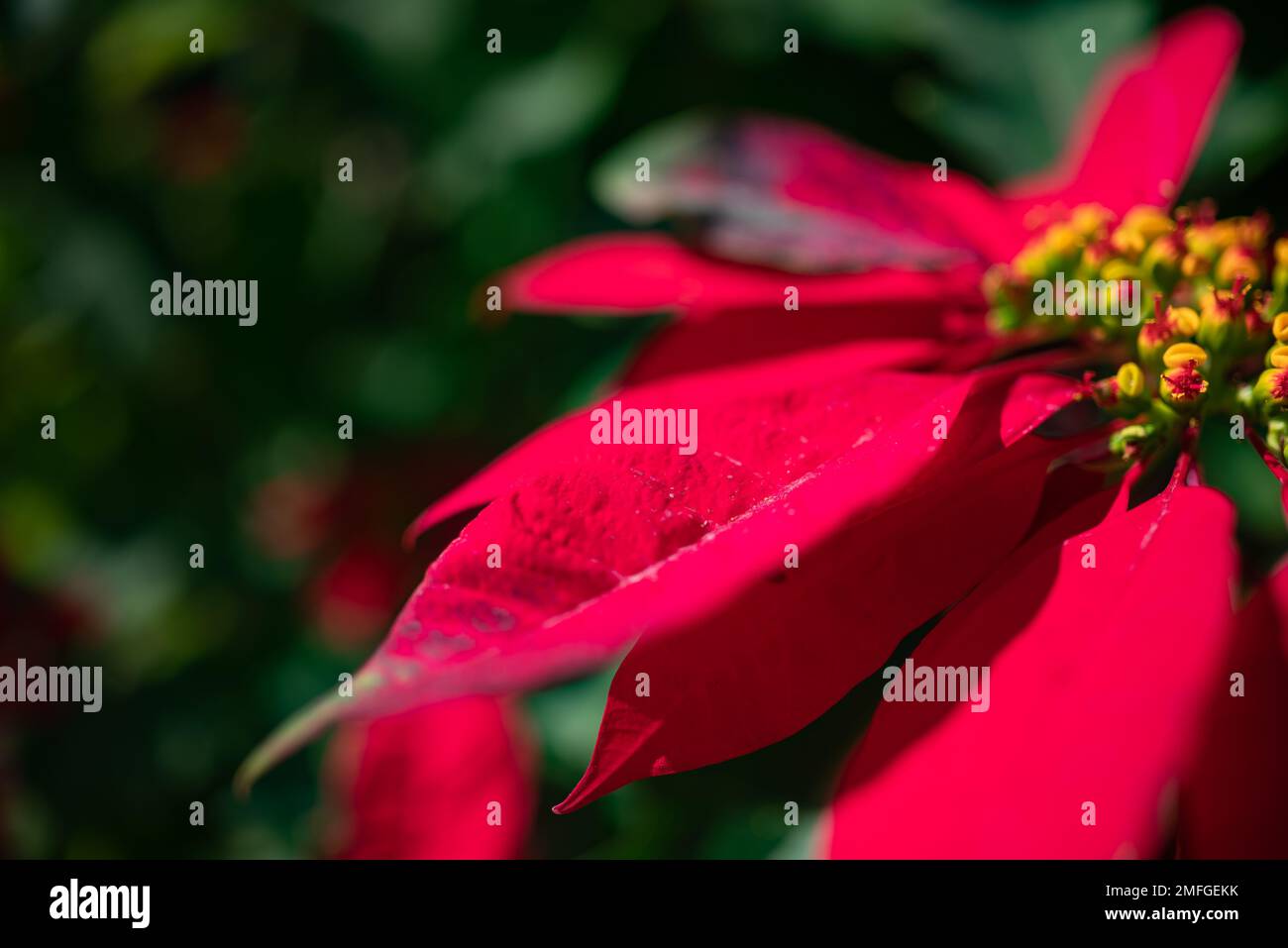Mostly blurred sunlit Christmas star flower closeup on green leaves ...