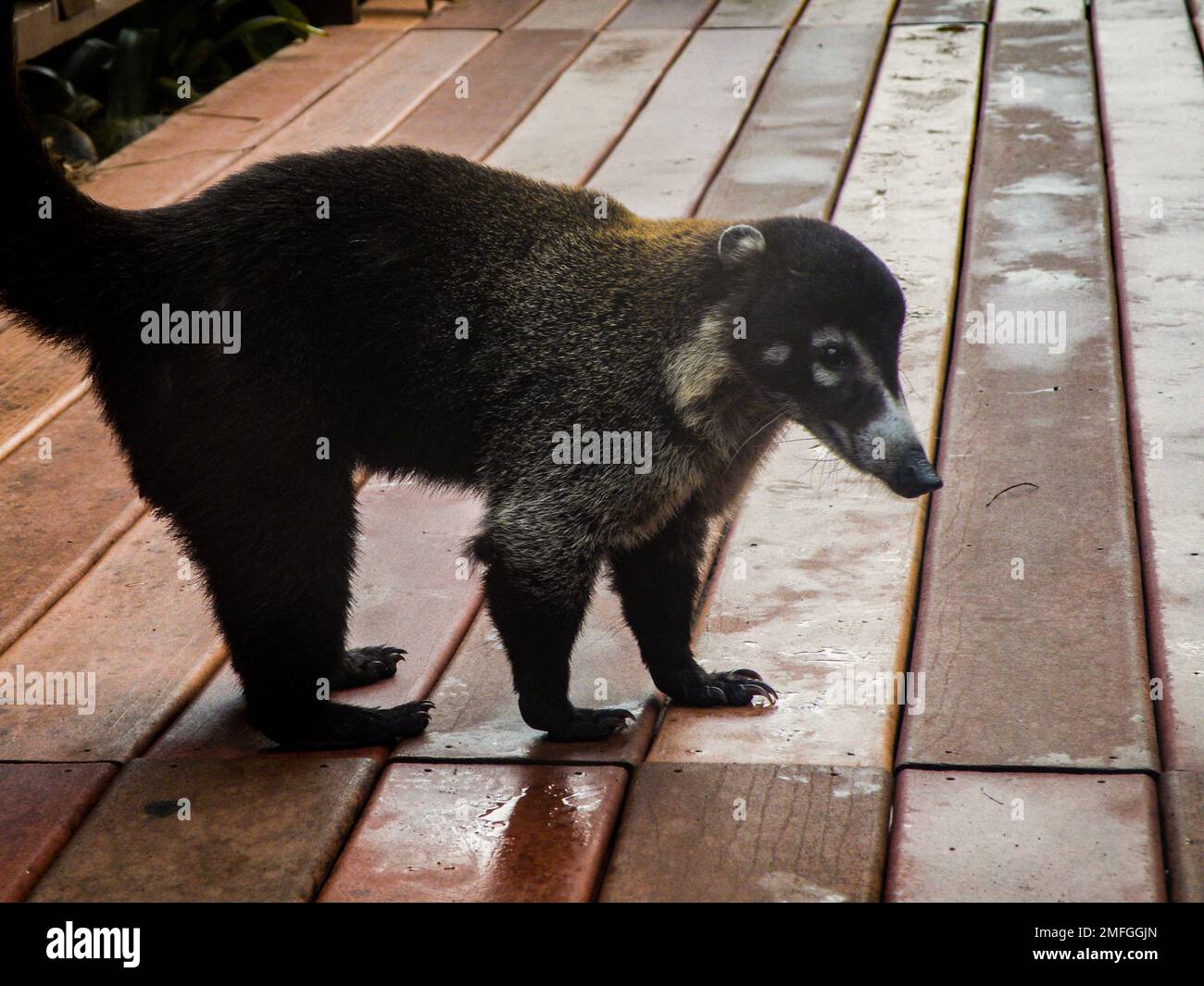 A closeup of a white-nosed coati, Nasua narica, also known as the ...
