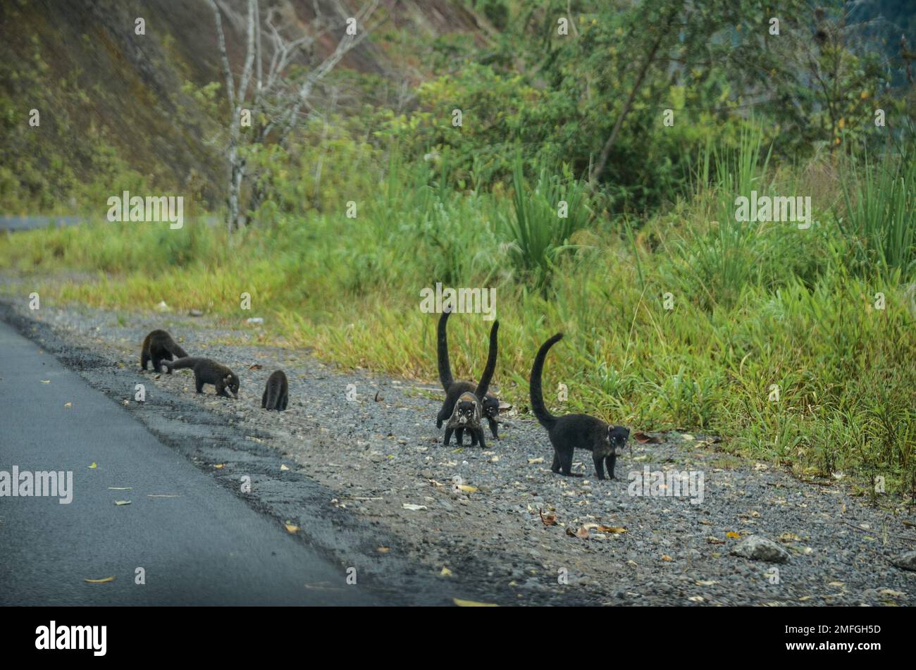 A group of white-nosed coati, Nasua narica, also known as the ...