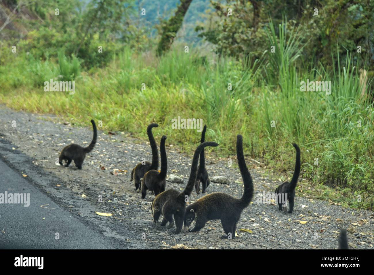 White nosed coati nasua narica group hi-res stock photography and ...