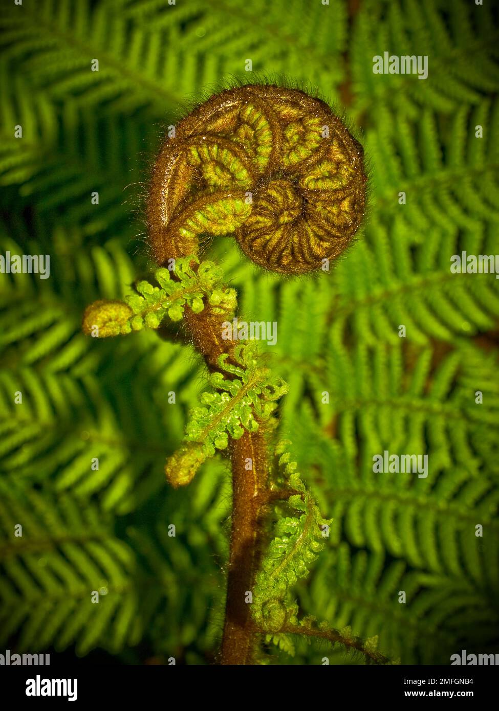 Punga hi-res stock photography and images - Alamy