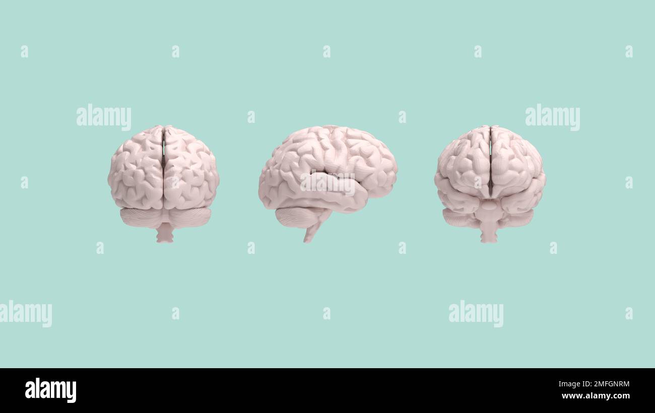 3D rendering. The front side of the human brain is responsible for ...