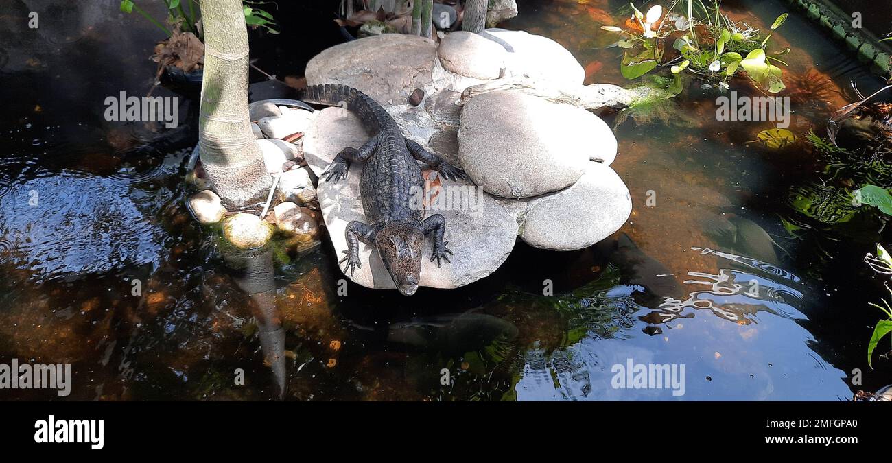 Alligator on rocks hi-res stock photography and images - Alamy