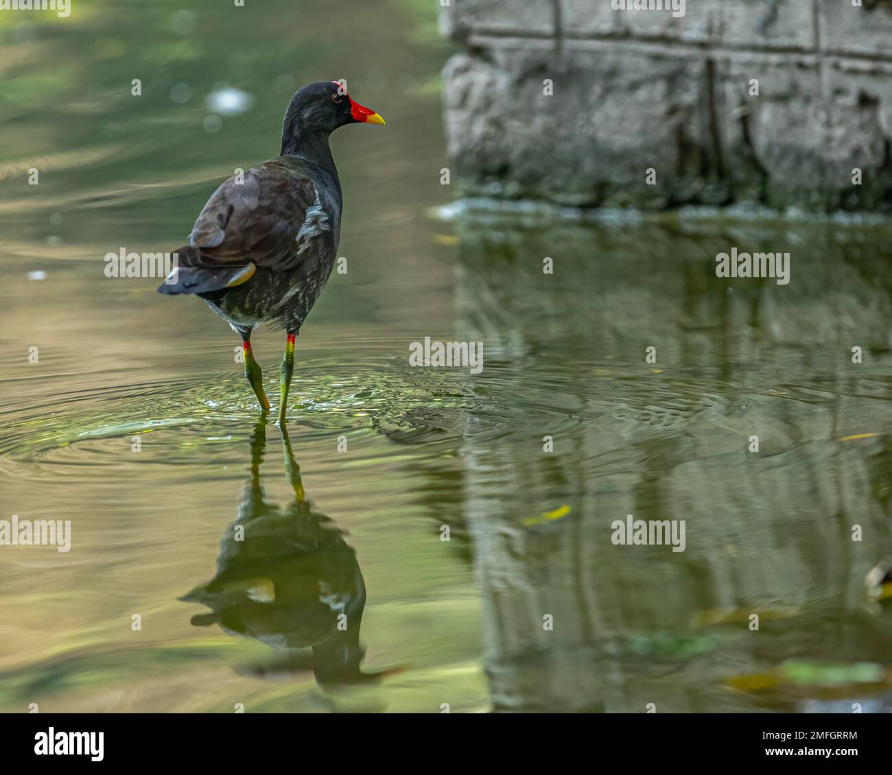 Eurasian waterhen hi-res stock photography and images - Alamy
