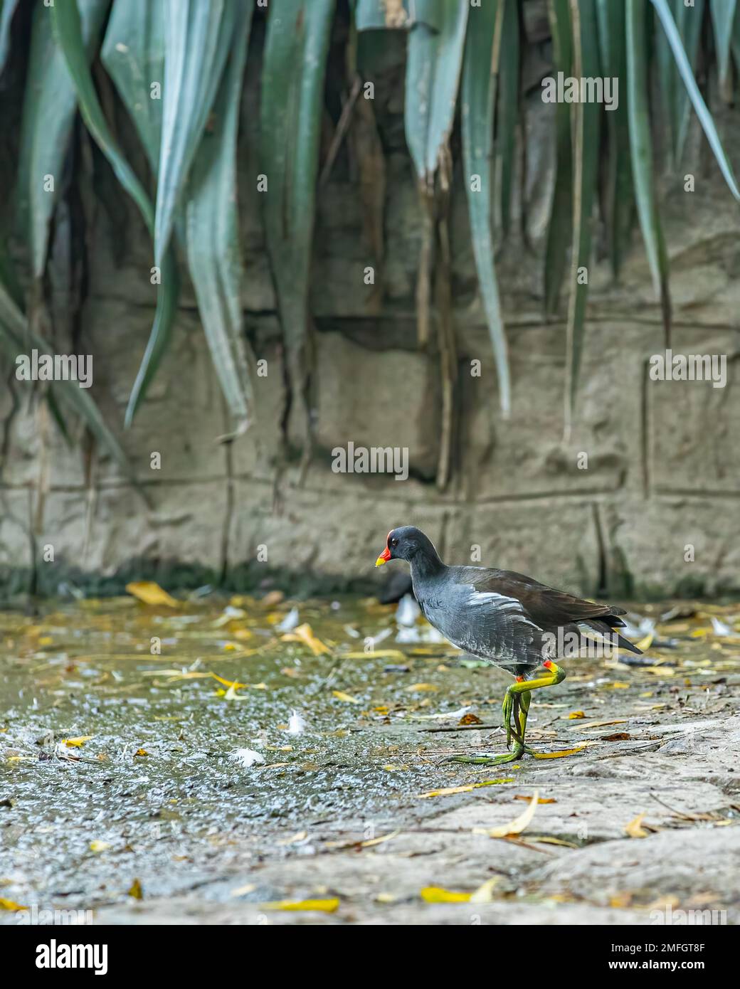 Waterhen lake hi-res stock photography and images - Alamy