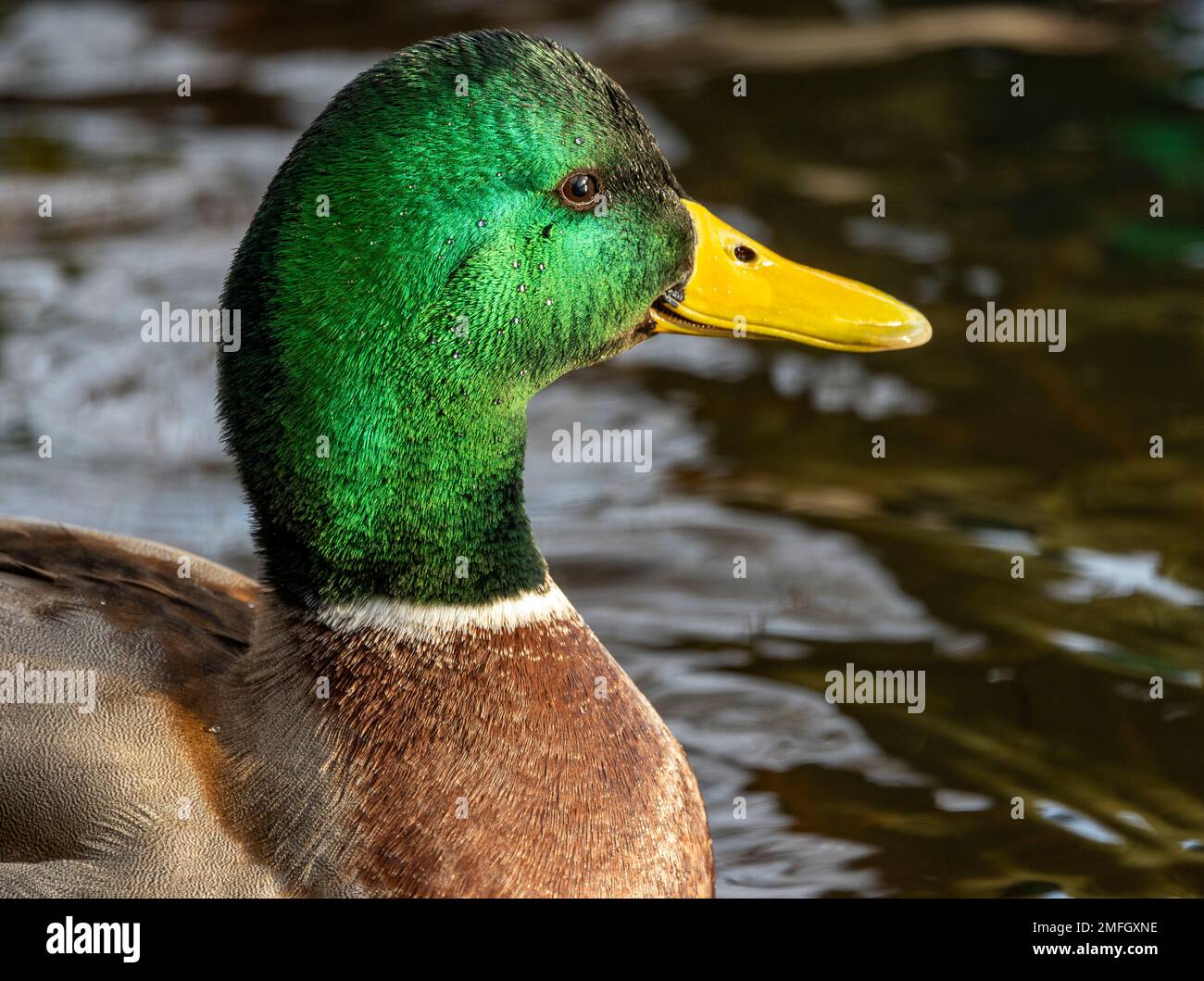The male or drake of the Mallard has a spectacular sheen of green ...