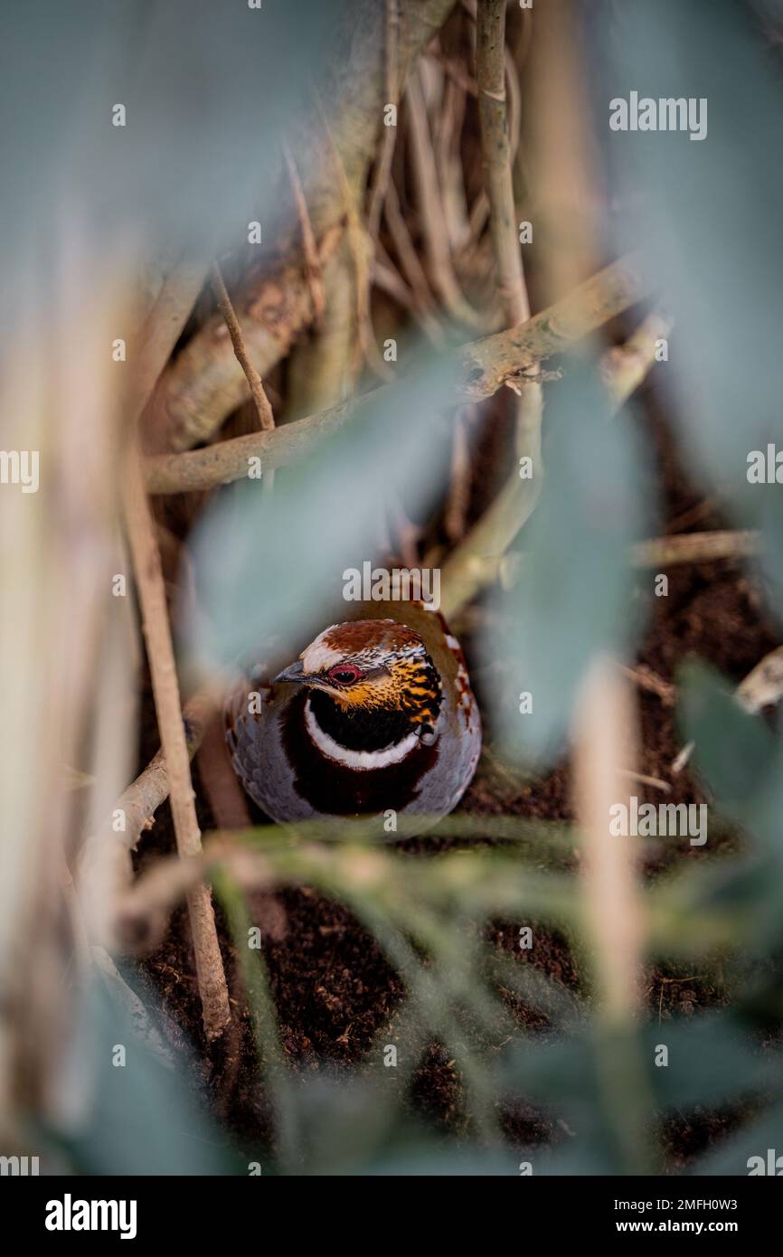 A vertical selective focus of a Hazel grouse surround with branches of ...