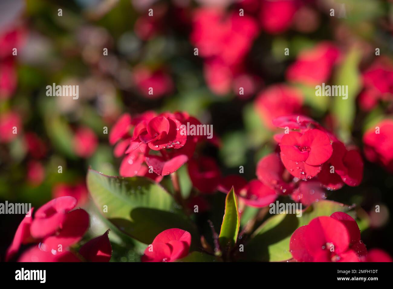 Mostly blurred red flower background of Crown of thorns or Christ plant ...