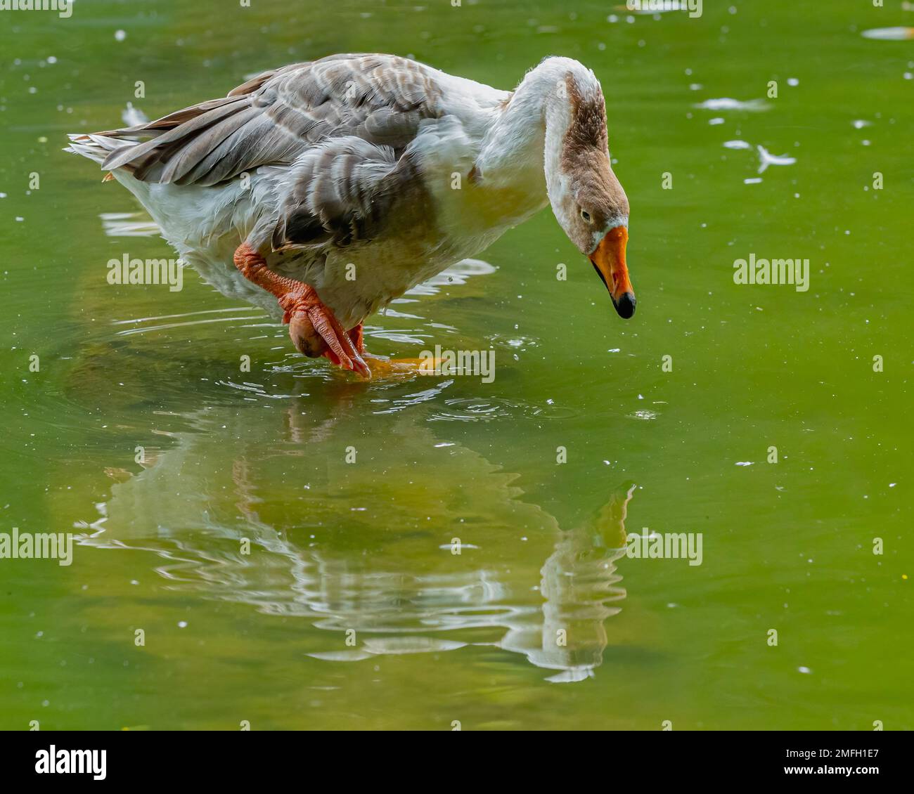Trap geese hi-res stock photography and images - Alamy