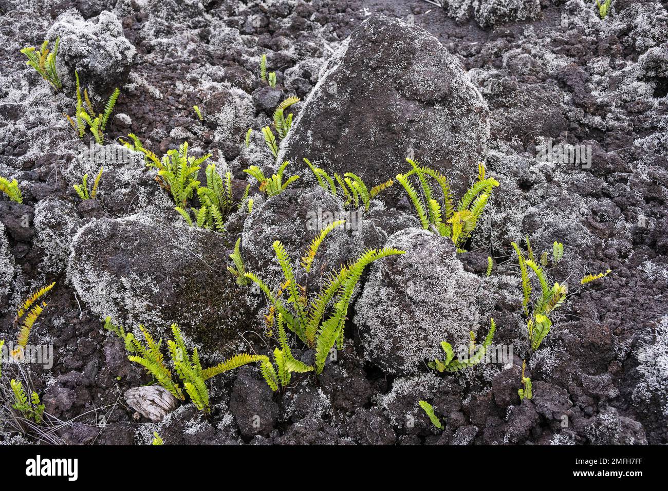 Reunion Island, Sainte-Rose: plants growing on volcanic rock Stock ...
