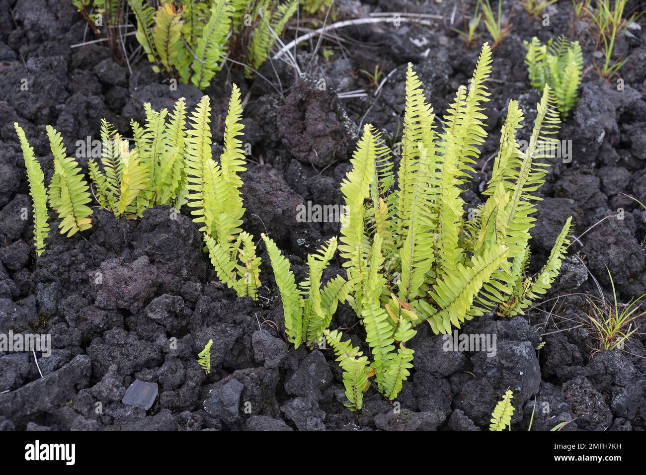 Reunion Island, Sainte-Rose: plants growing on volcanic rock Stock ...
