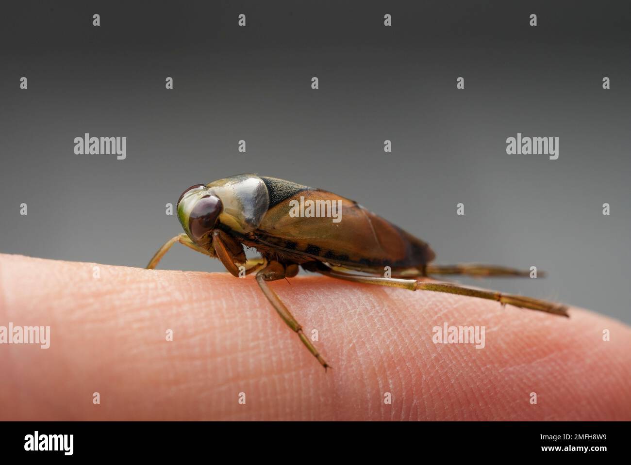 Water bug close-up. Common backswimmer. Notonecta glauca Stock Photo ...