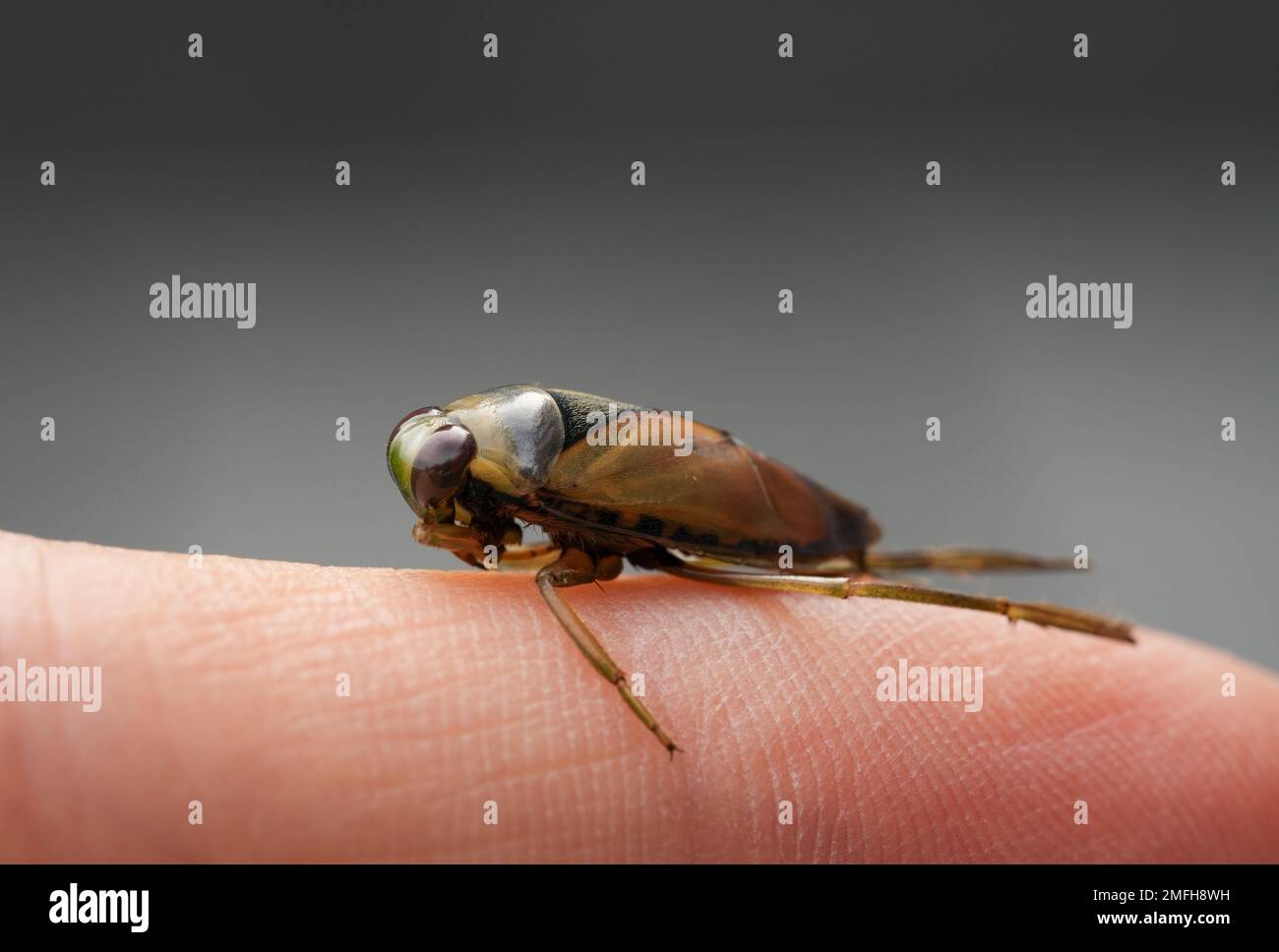 Water bug close-up. Common backswimmer. Notonecta glauca Stock Photo ...