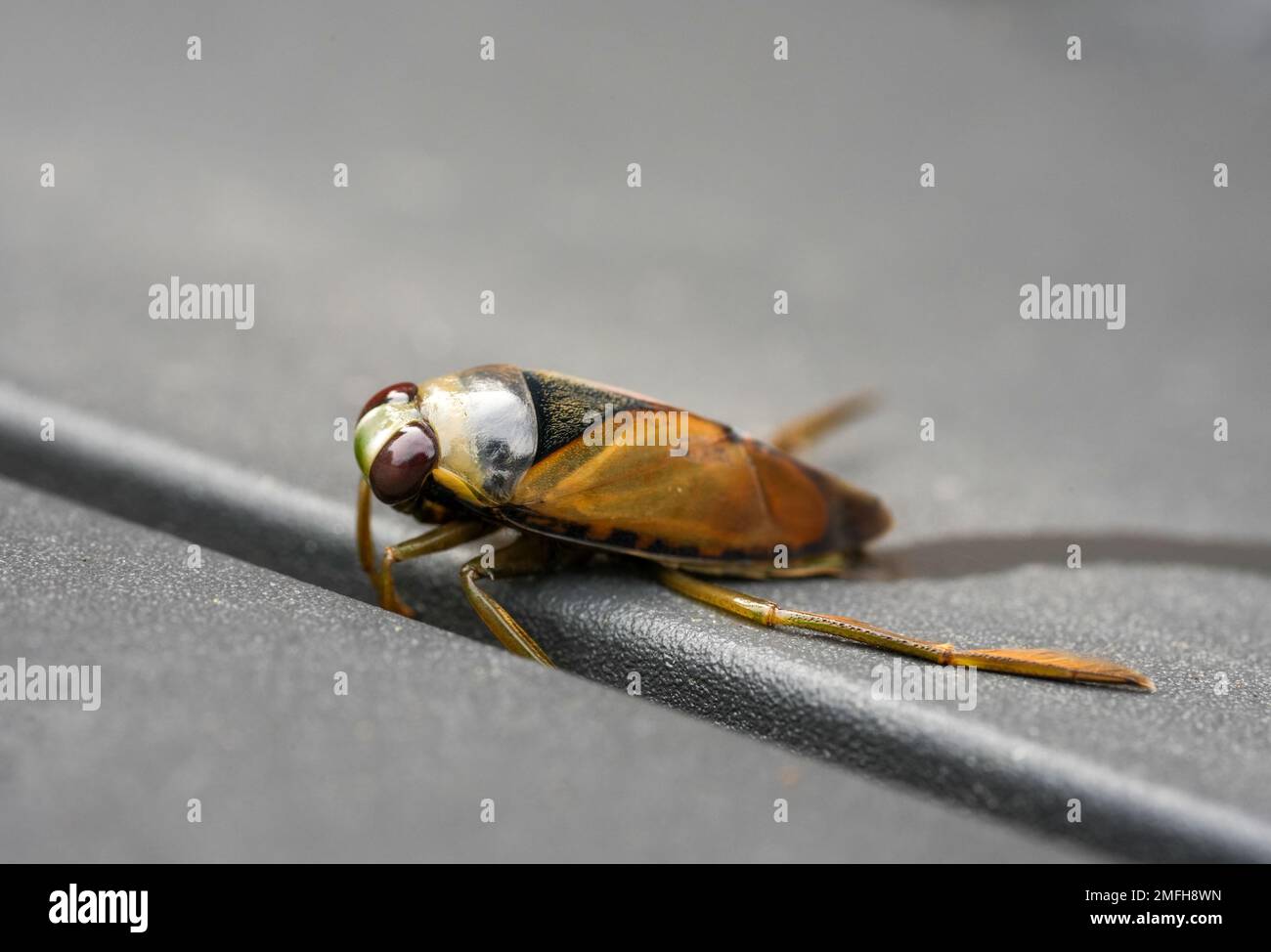 Water bug close-up. Common backswimmer. Notonecta glauca Stock Photo ...