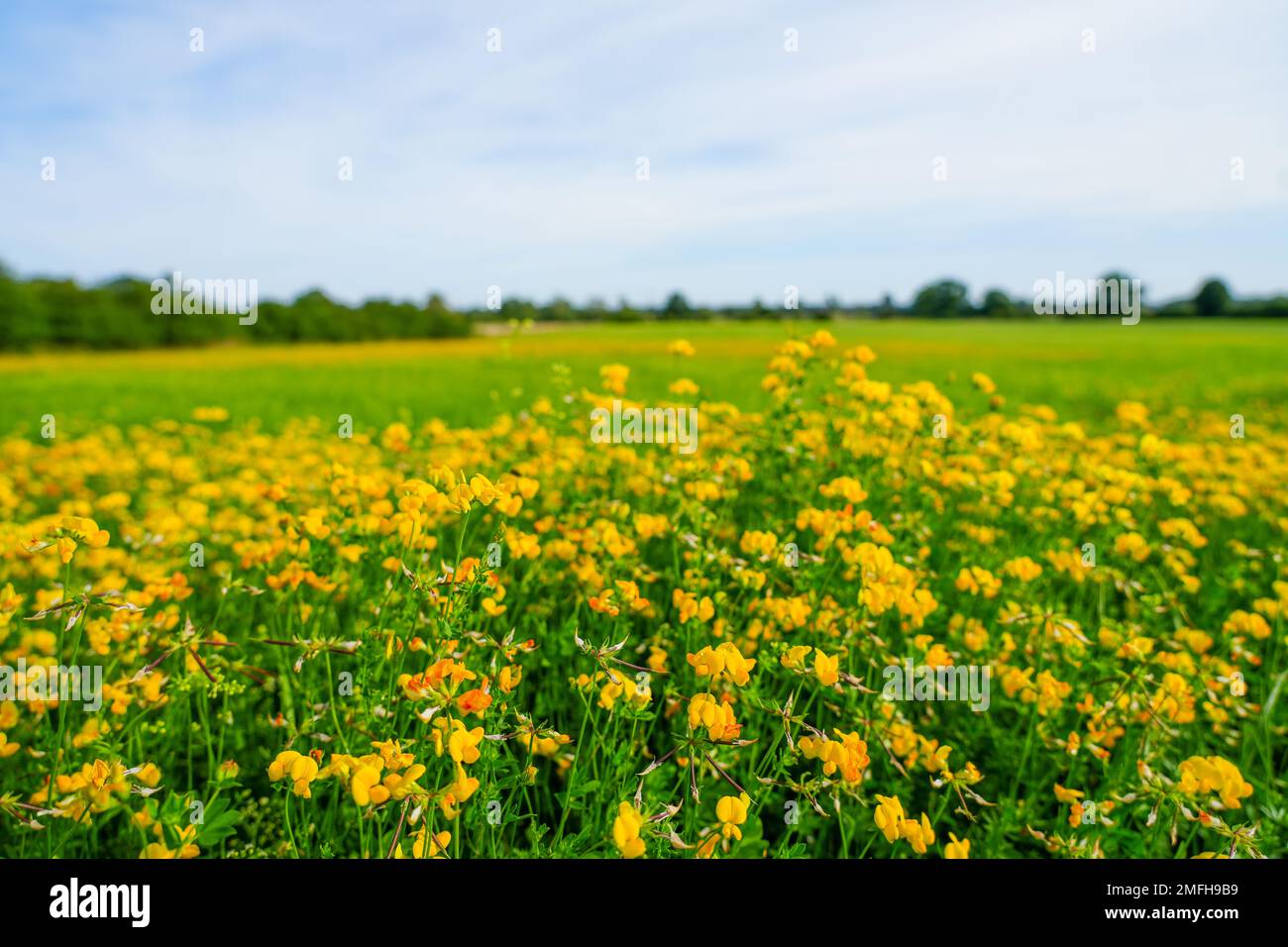 Yellow flowers of the meadow vetchling, Lathyrus pratensis. Plant in ...