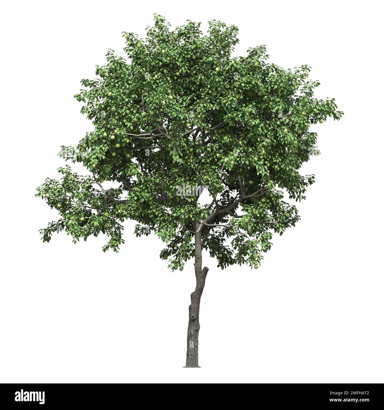 big tree, isolated on white background, 3D illustration, cg render ...