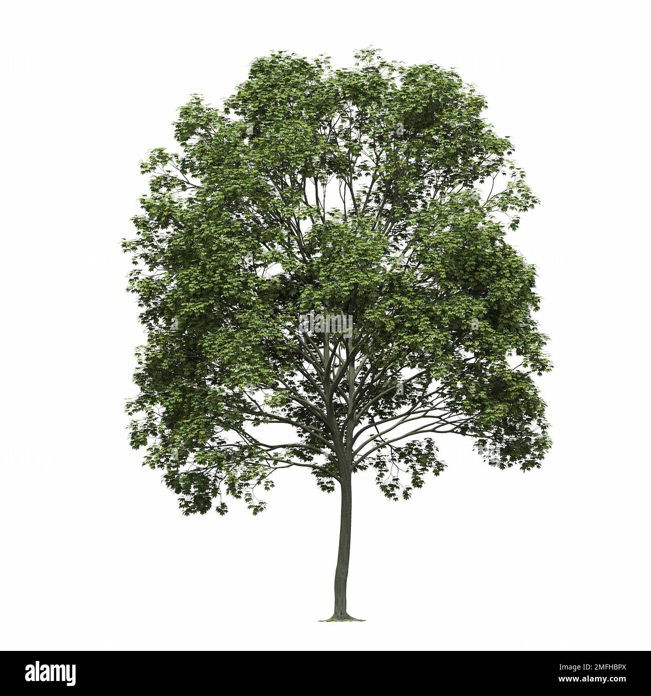 big tree, isolated on white background, 3D illustration, cg render ...