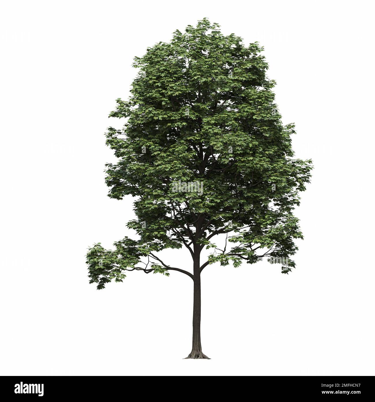 big tree, isolated on white background, 3D illustration, cg render ...
