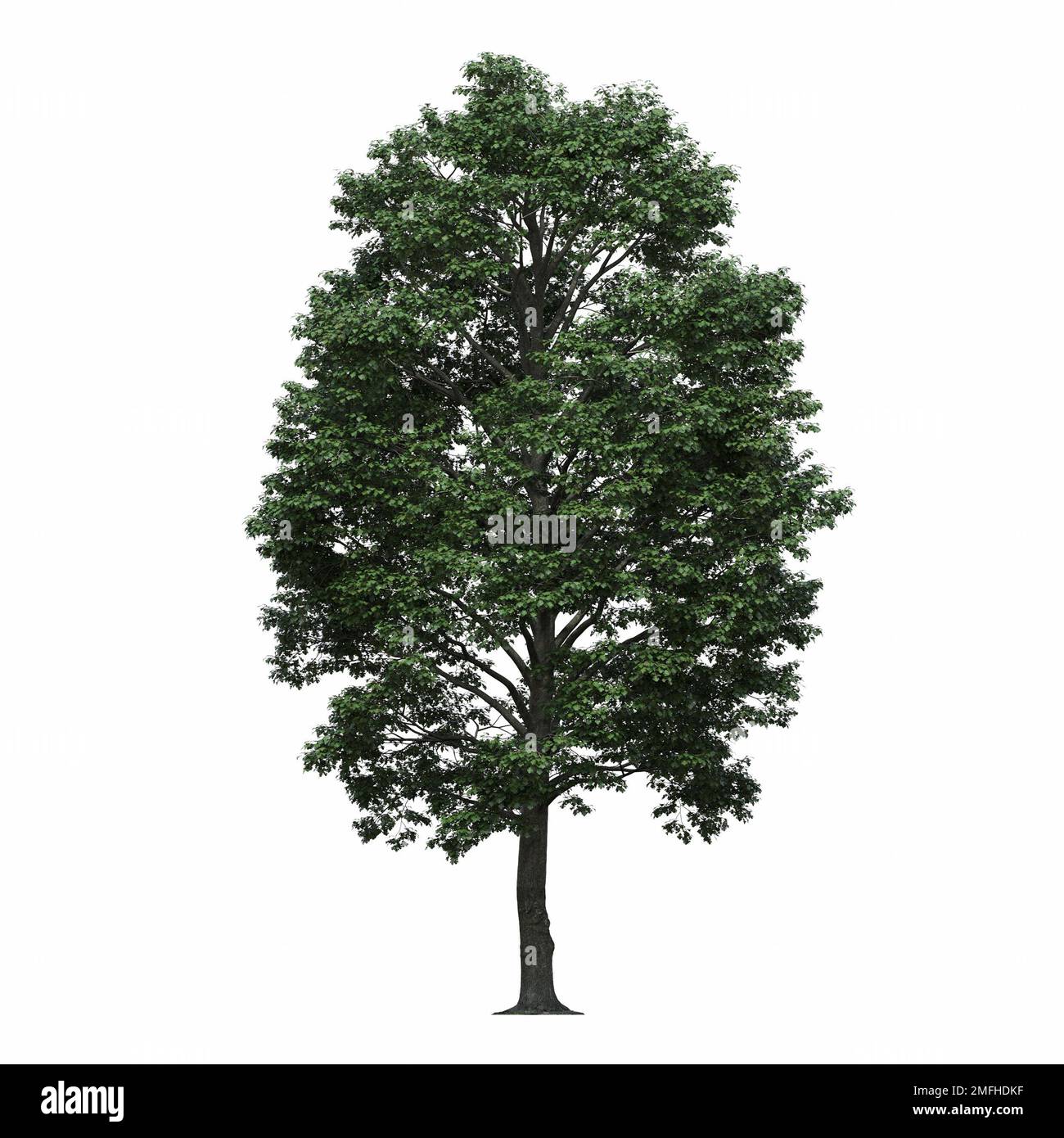big tree, isolated on white background, 3D illustration, cg render ...