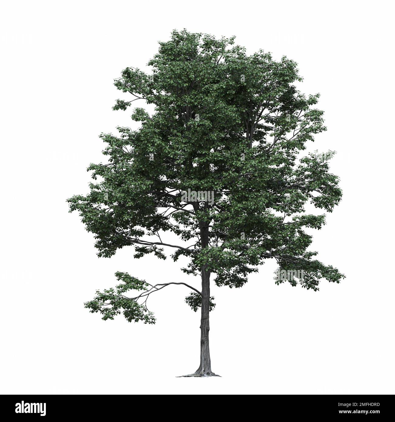 big tree, isolated on white background, 3D illustration, cg render ...