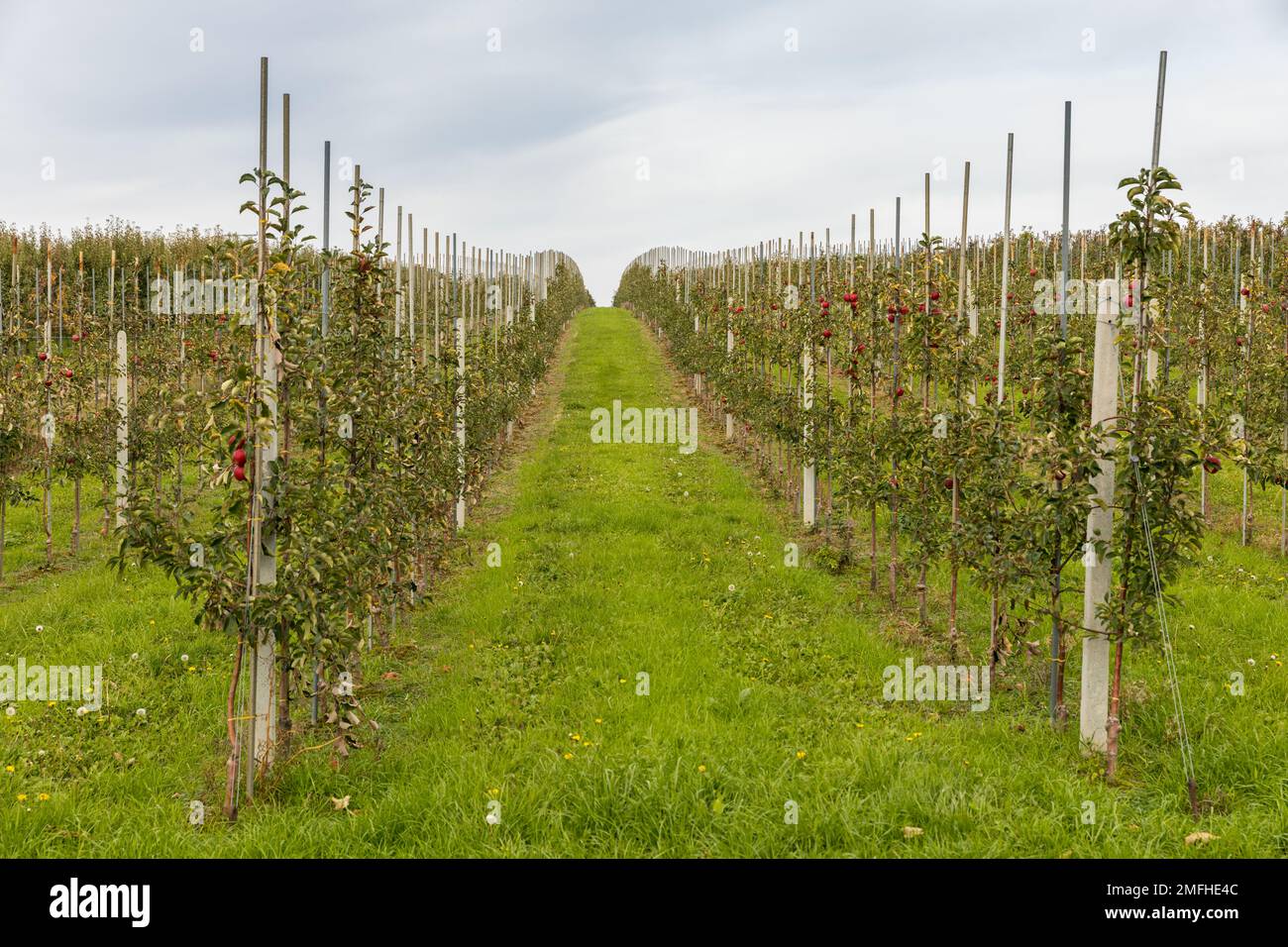 Agriculture. Orchard with apple trees. Large-scale fruit cultivation ...