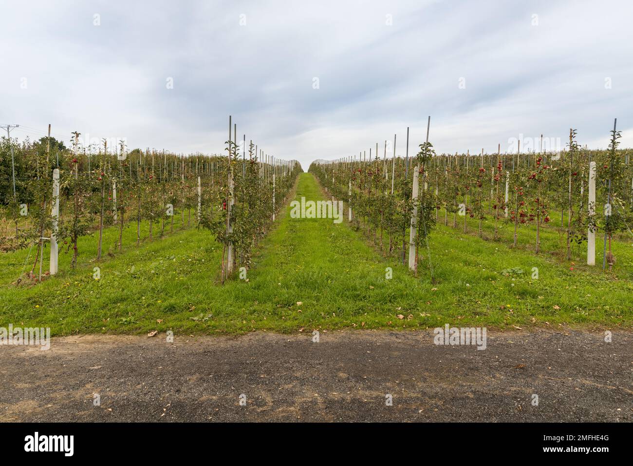 Agriculture. Orchard with apple trees. Large-scale fruit cultivation ...