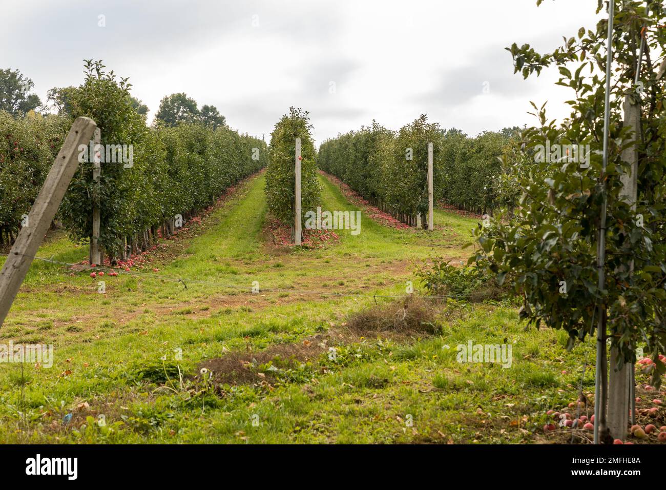 Agriculture. Orchard with apple trees. Large-scale fruit cultivation ...