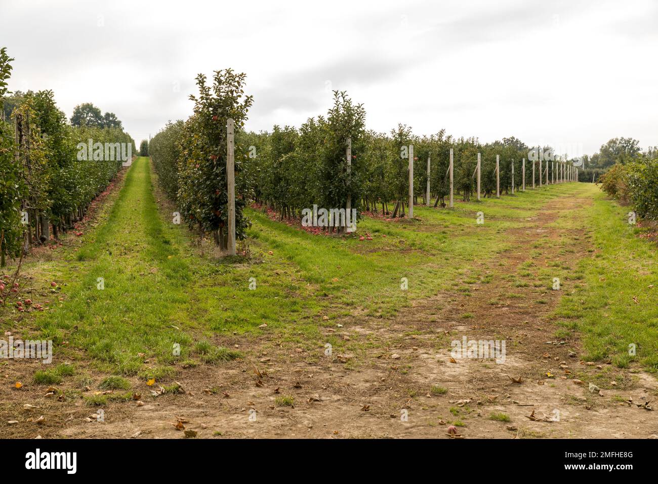 Agriculture. Orchard with apple trees. Large-scale fruit cultivation ...