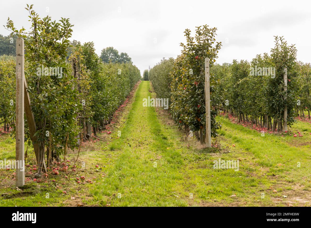 Agriculture. Orchard with apple trees. Large-scale fruit cultivation ...