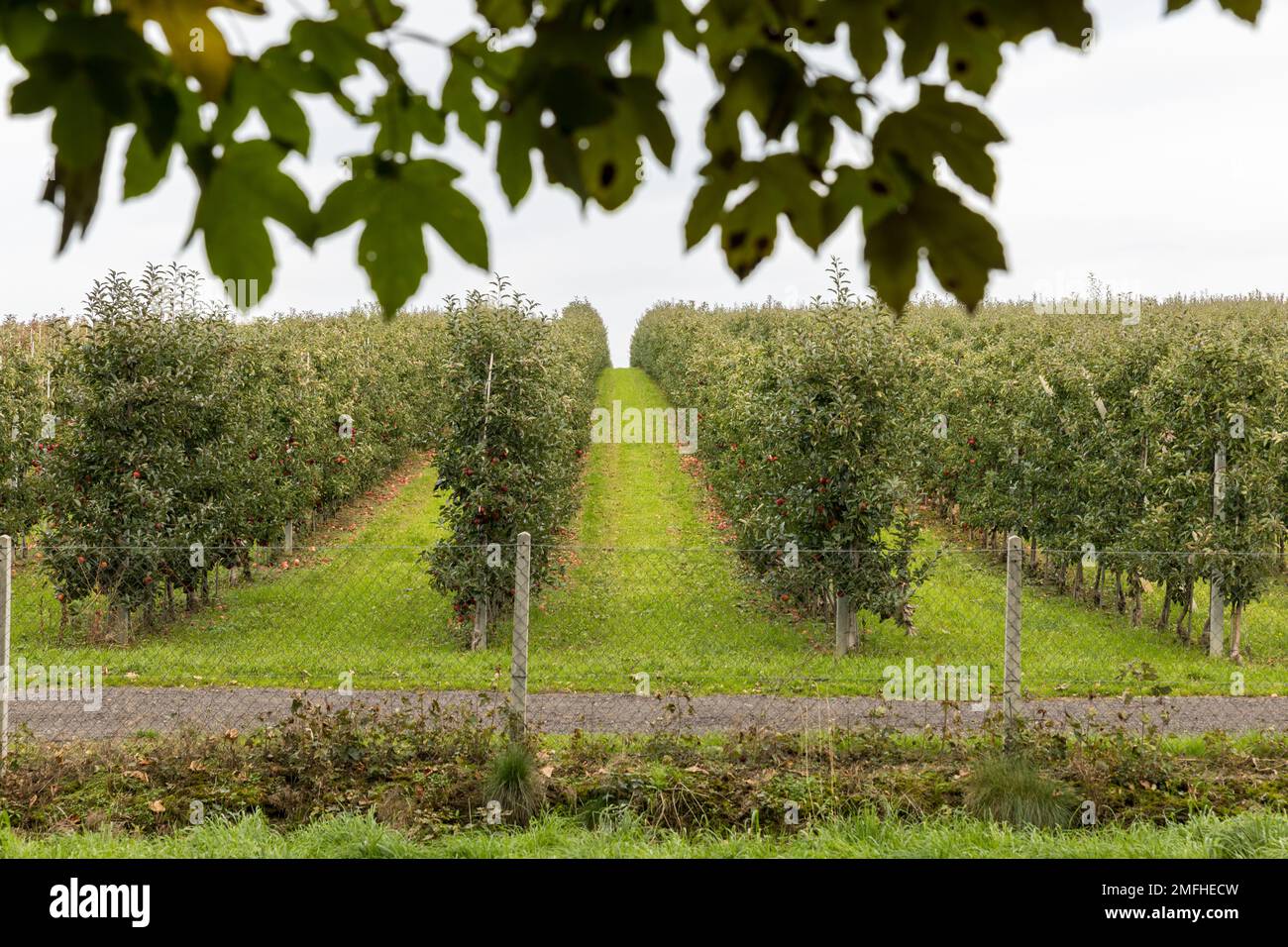 Agriculture. Orchard with apple trees. Large-scale fruit cultivation ...
