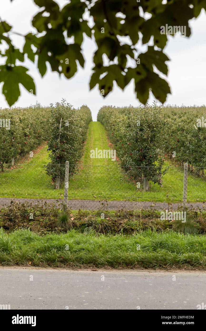 Agriculture. Orchard with apple trees. Large-scale fruit cultivation ...
