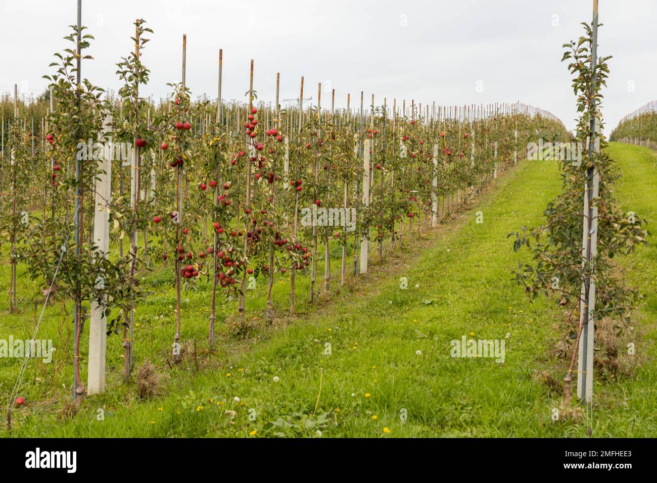 Agriculture. Orchard with apple trees. Large-scale fruit cultivation ...