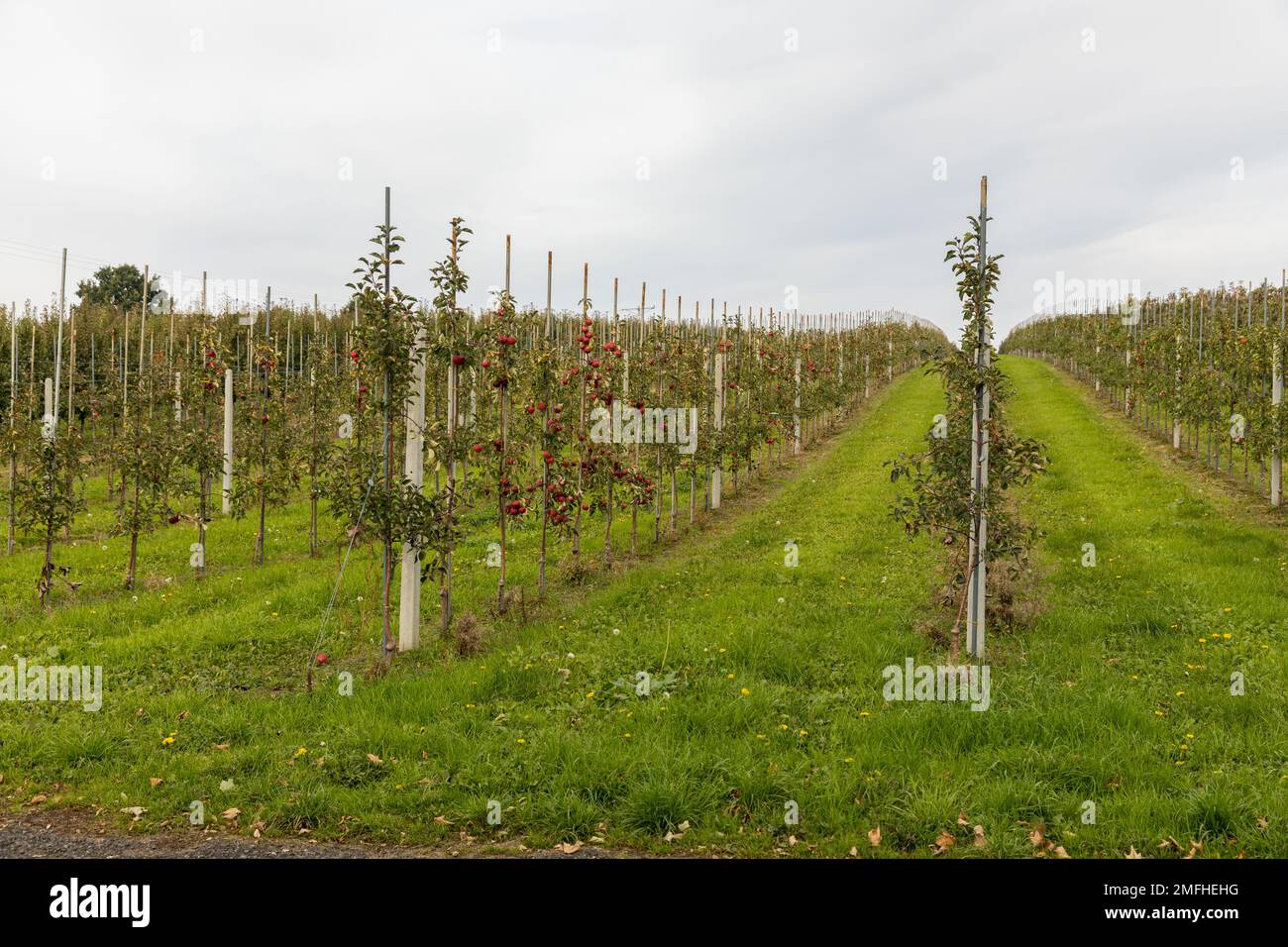 Agriculture. Orchard with apple trees. Large-scale fruit cultivation ...