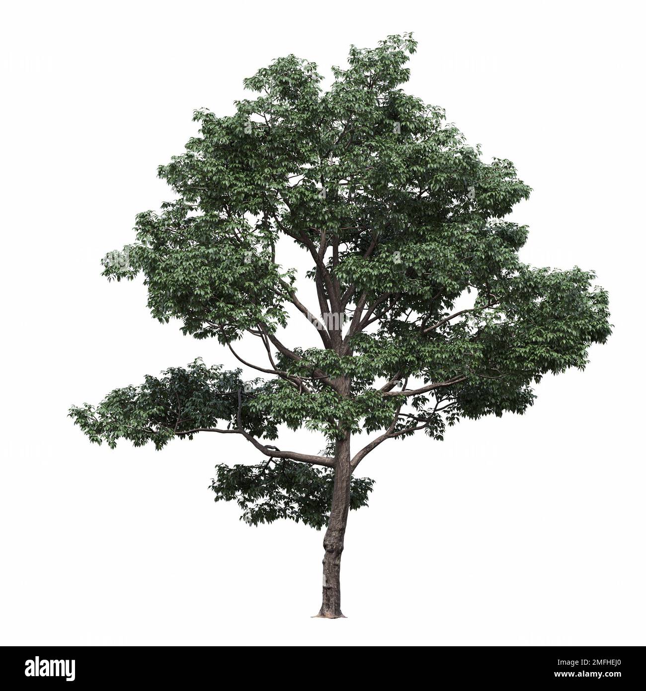 big tree, isolated on white background, 3D illustration, cg render ...