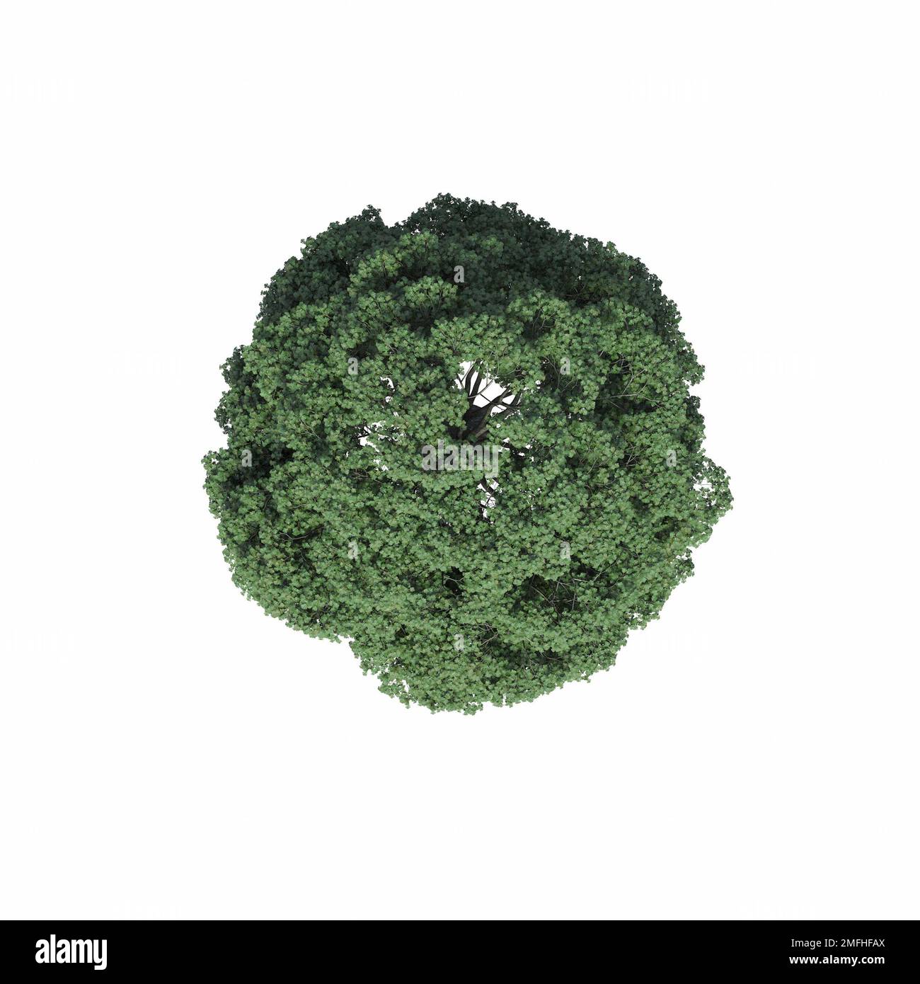 tree top view, isolated on white background, 3D illustration, cg render ...