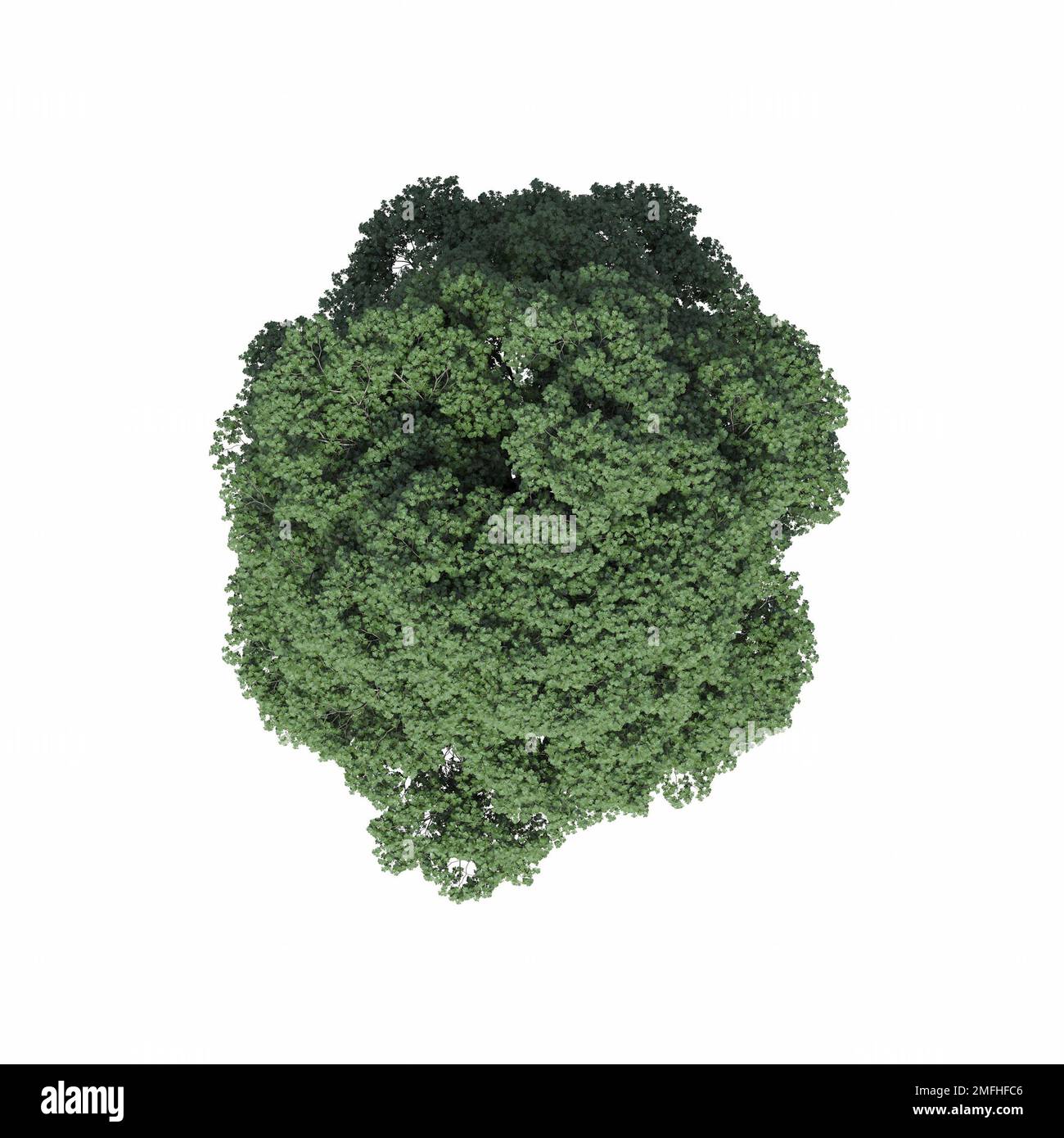 tree top view, isolated on white background, 3D illustration, cg render ...