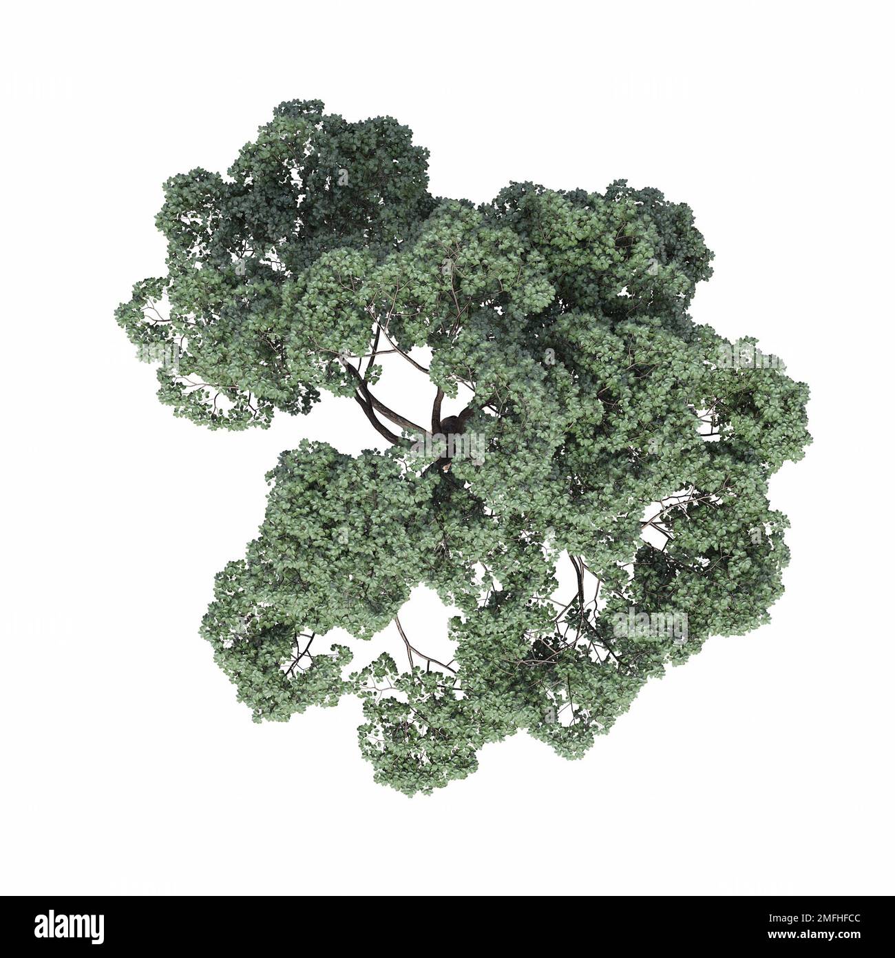 tree top view, isolated on white background, 3D illustration, cg render Stock Photo - Alamy
