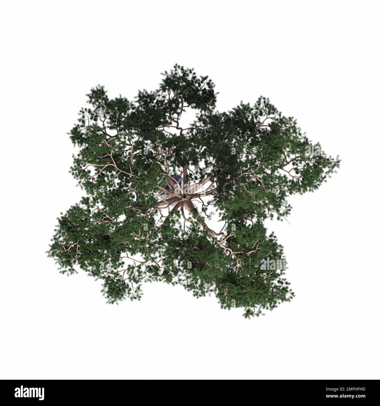 tree top view, isolated on white background, 3D illustration, cg render ...