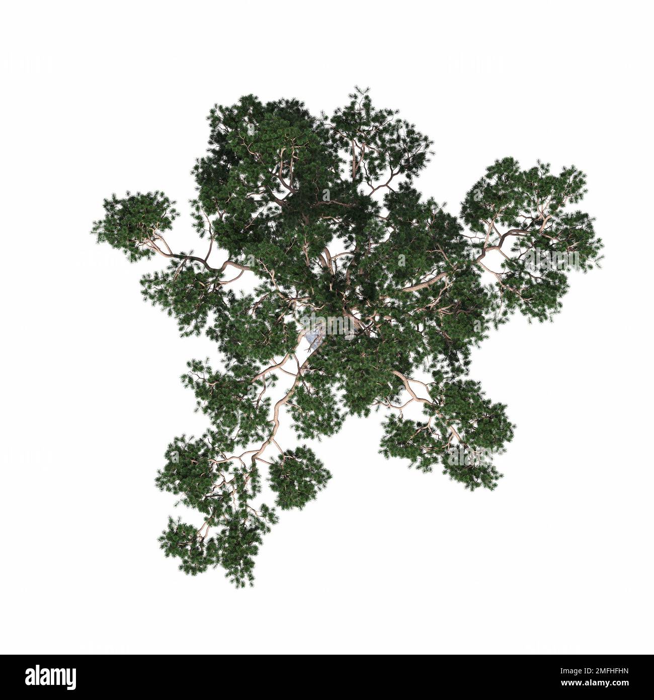 tree top view, isolated on white background, 3D illustration, cg render ...